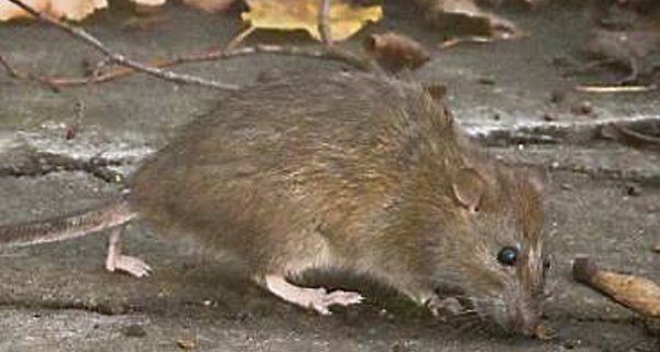 NATURE TABLE: Brown Rat | Irish Examiner